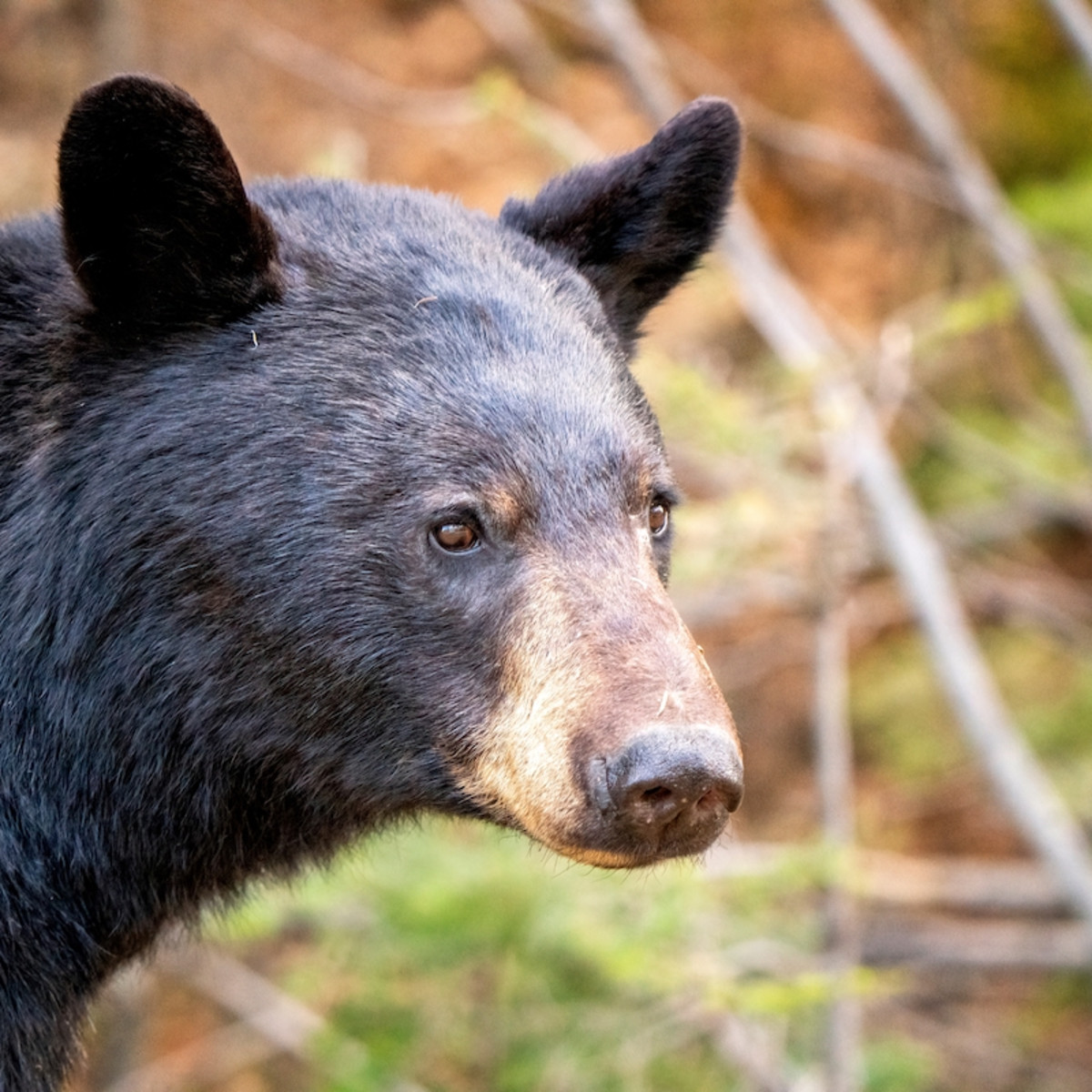 black bear profile