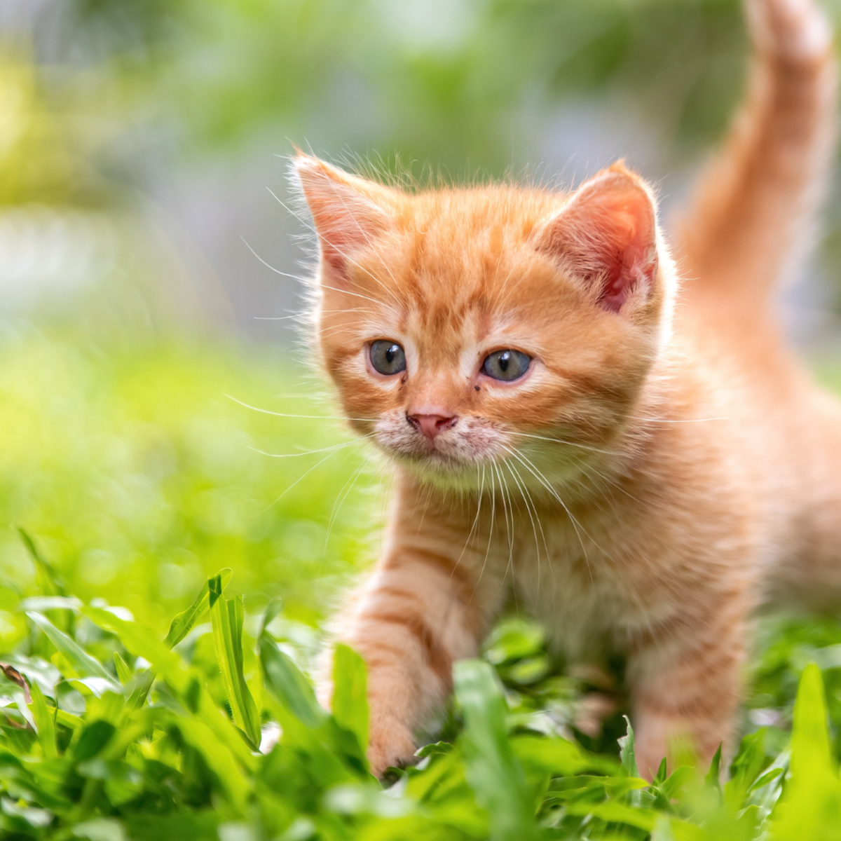 orange kitten