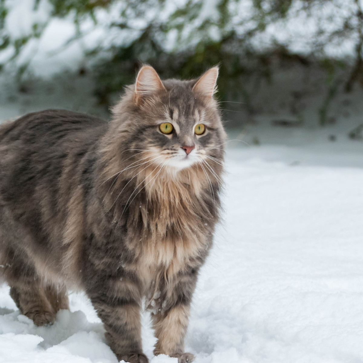 fluffy snow cat
