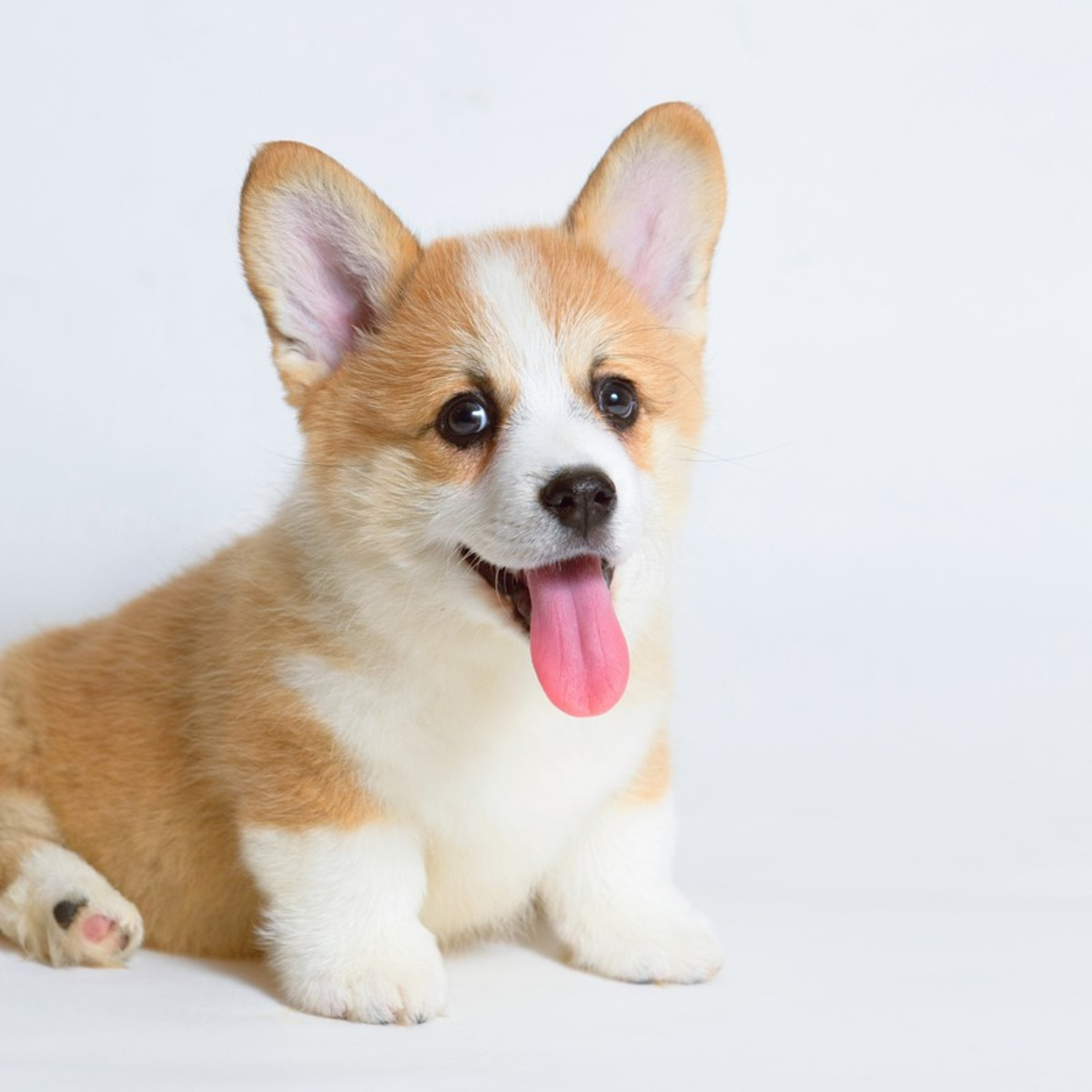 skeptical corgi