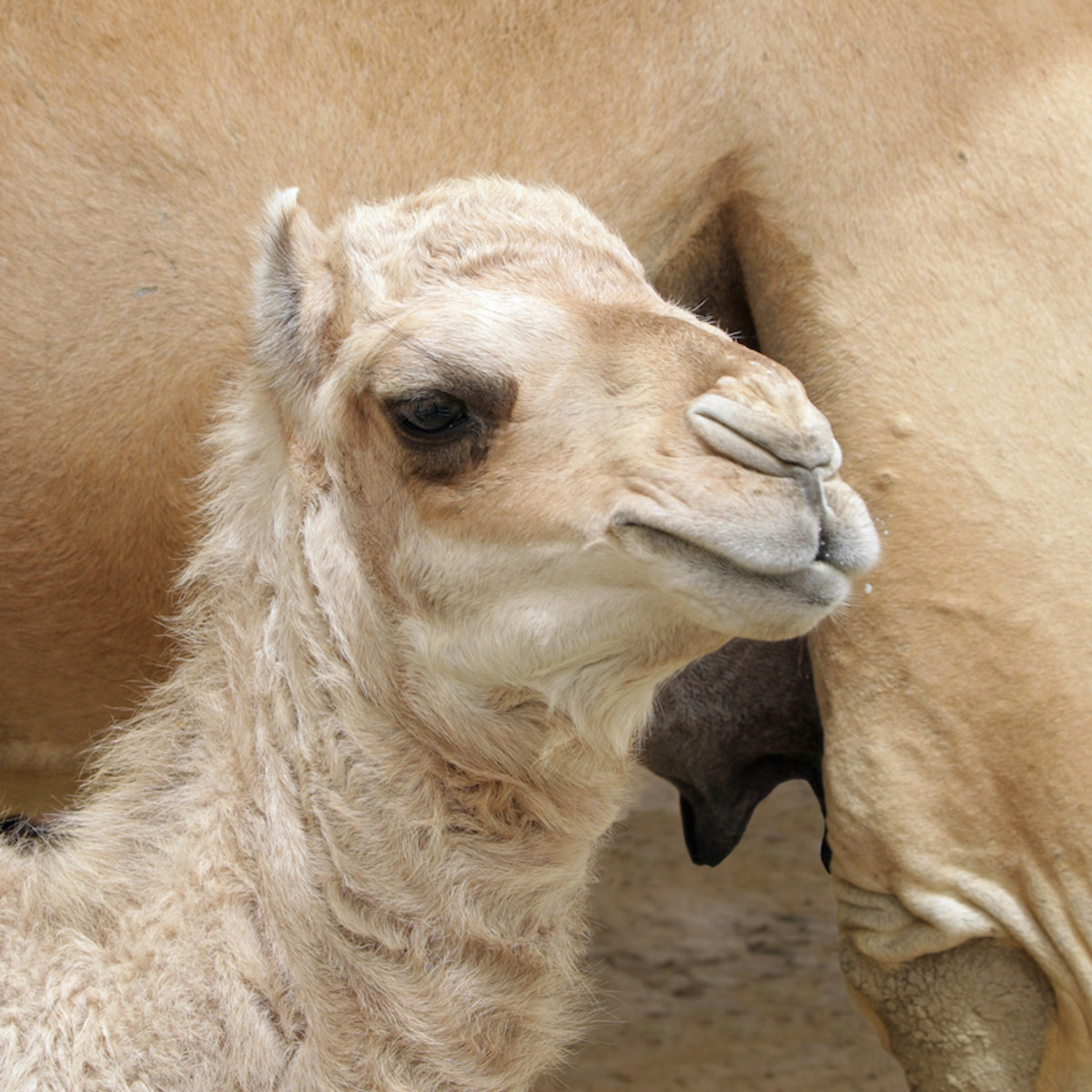 newborn camel