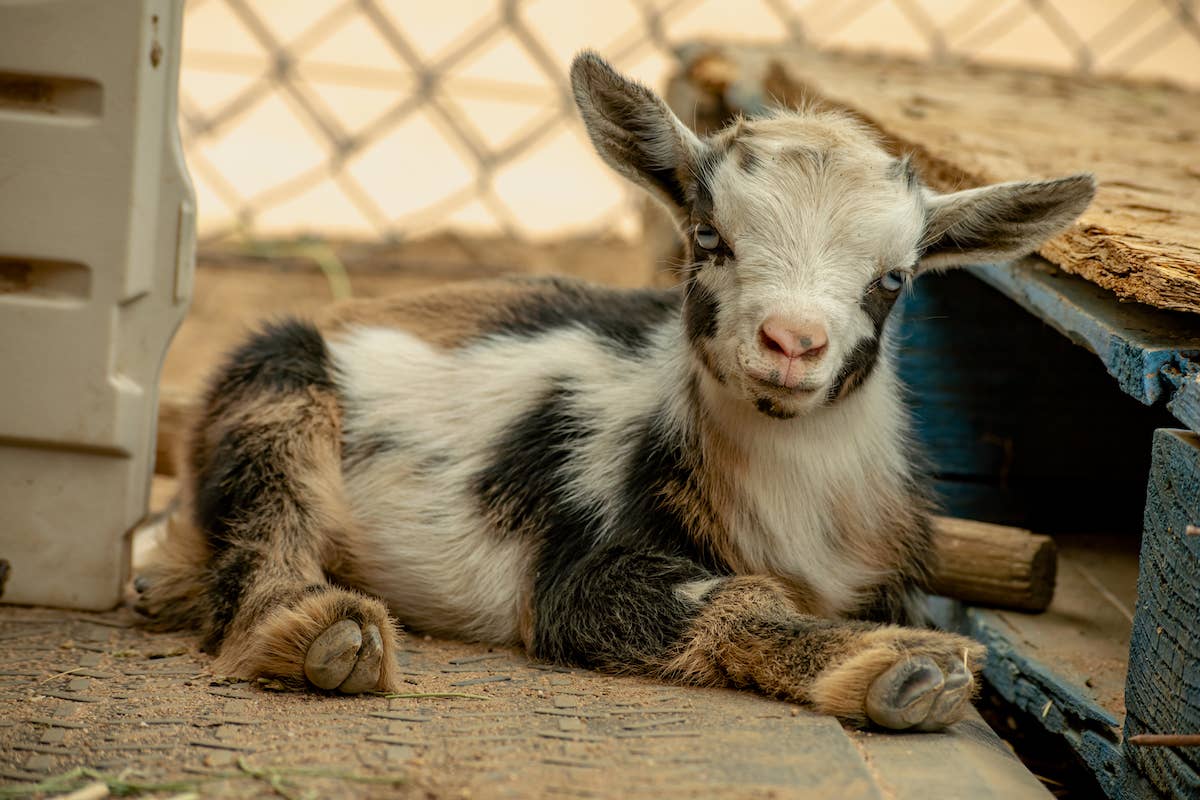 Goat Pictures Cute