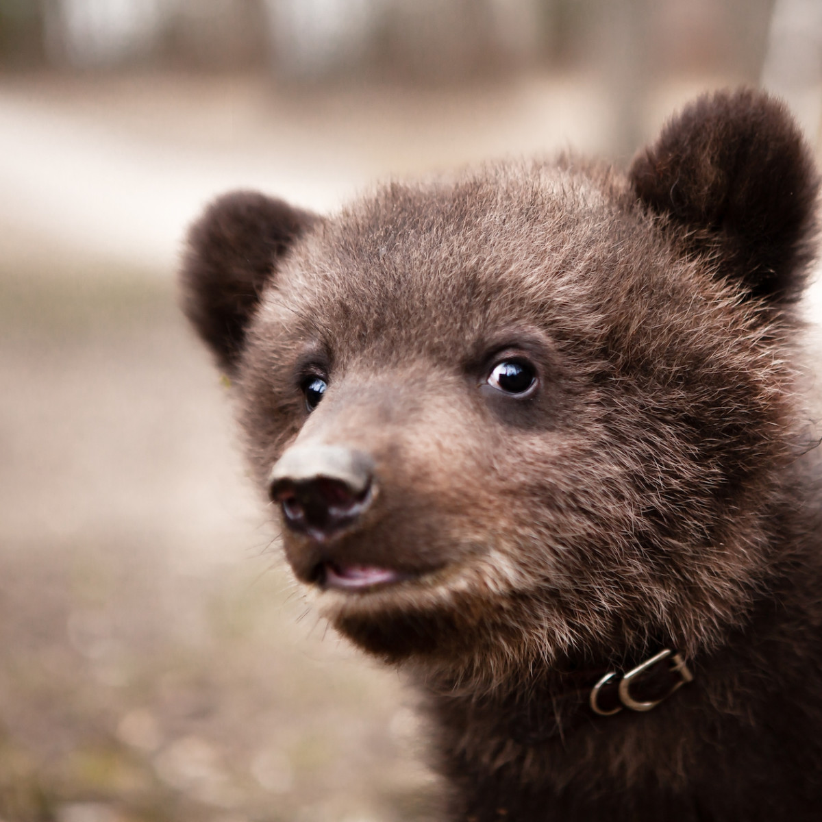 bear cub