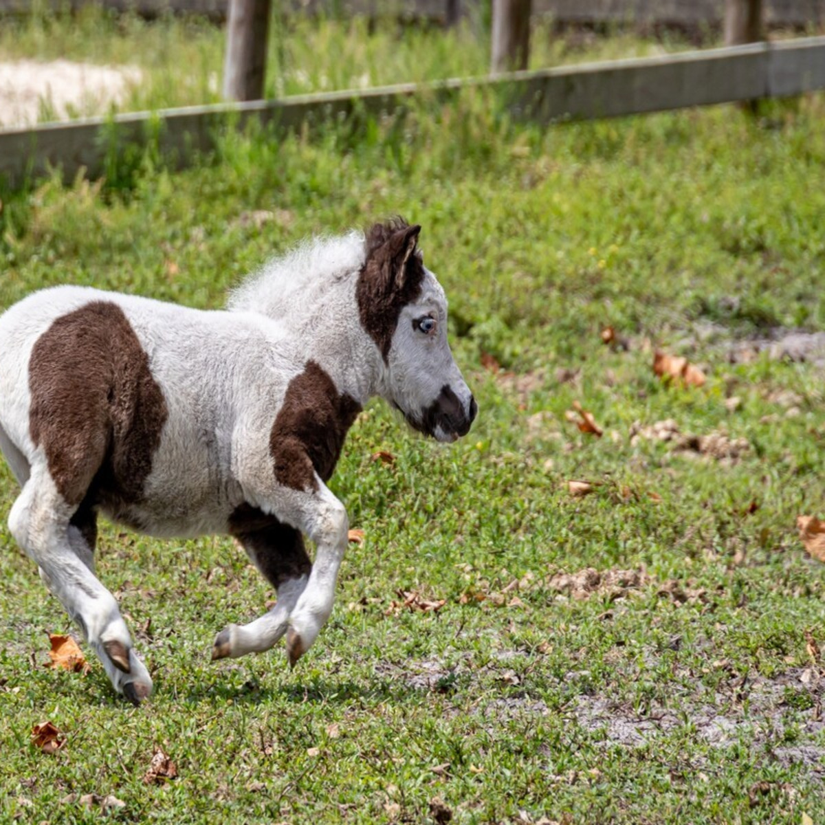 micro mini horses