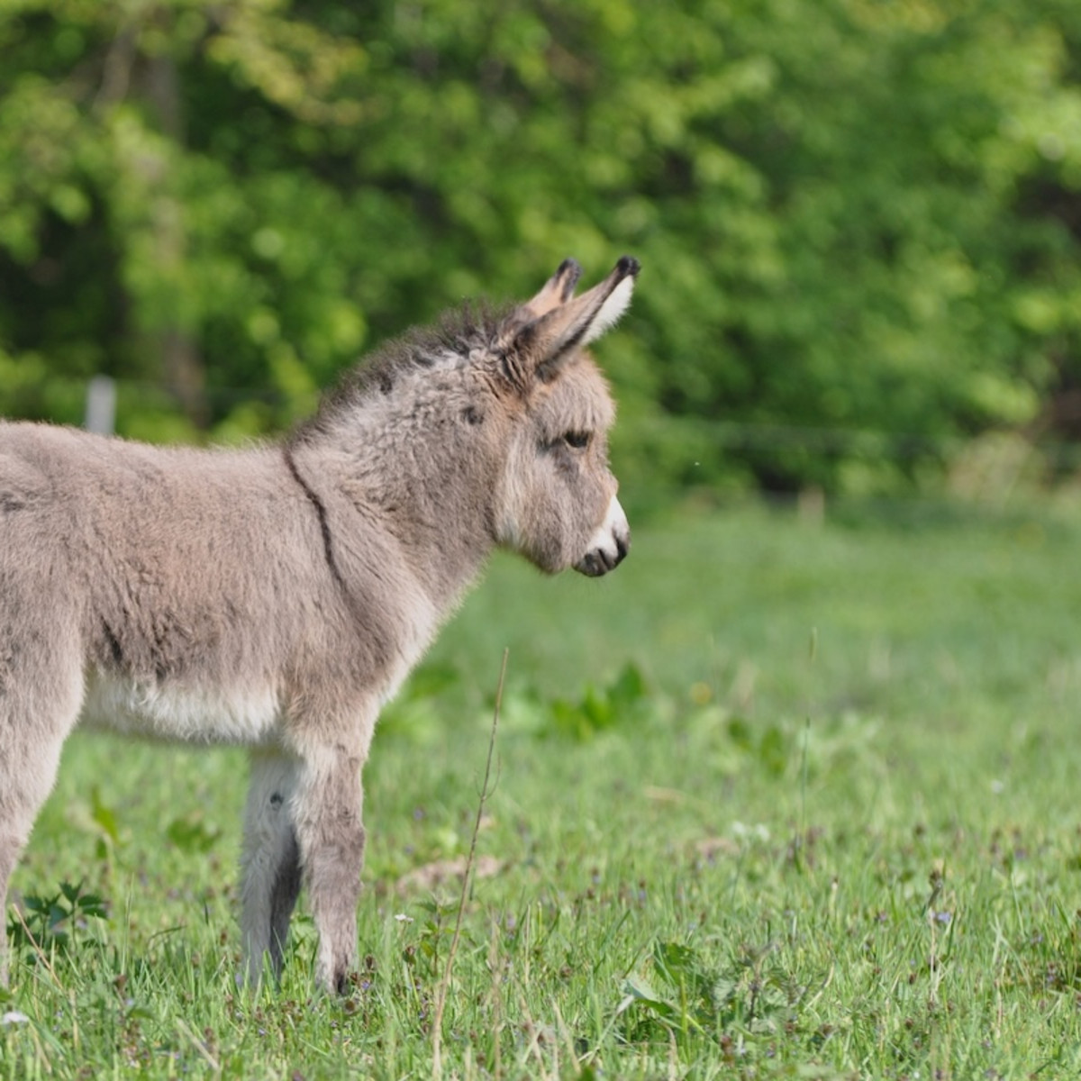 newborn donkey called