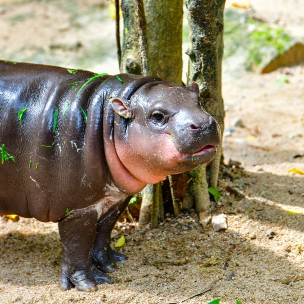 cute hippos