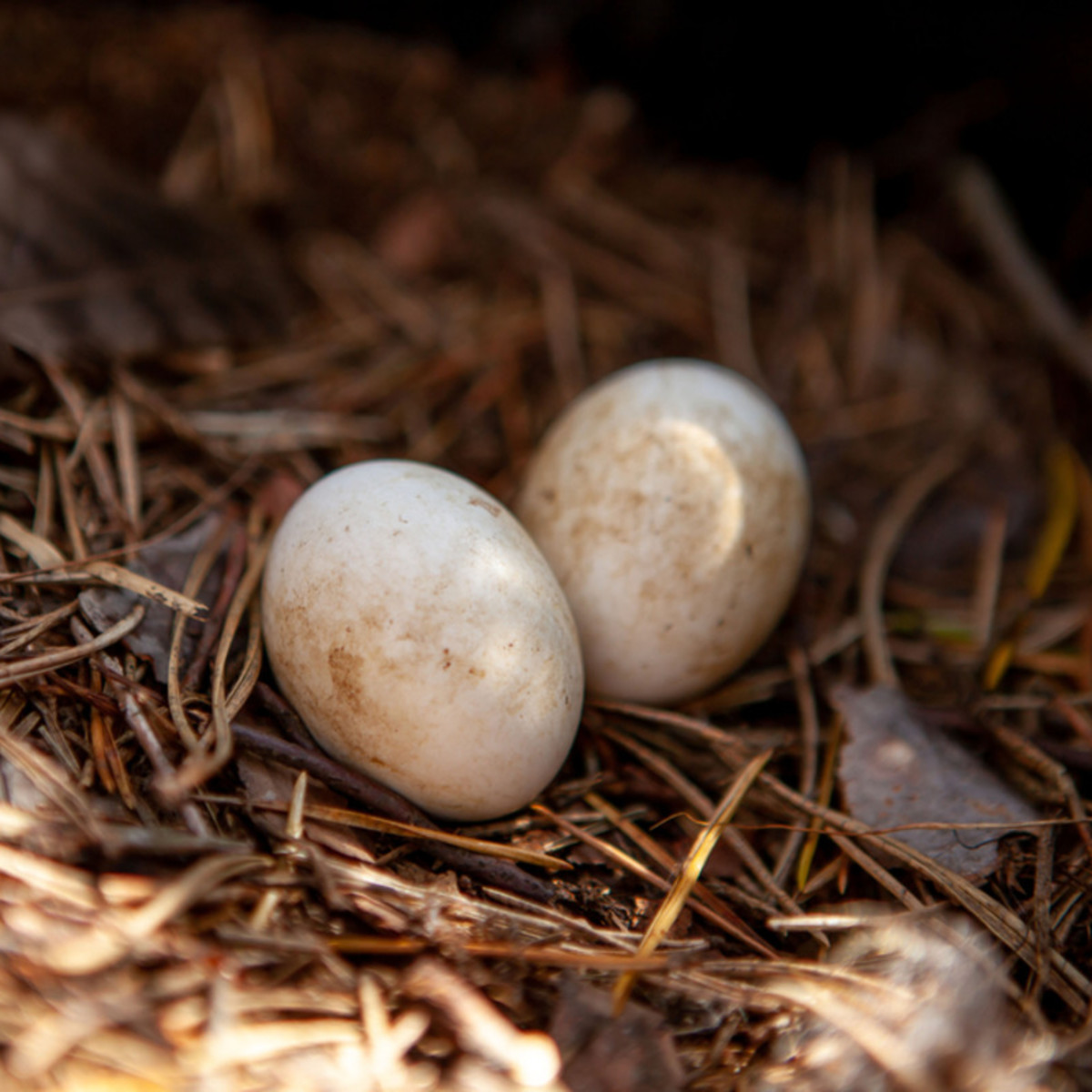 owl eggs identification