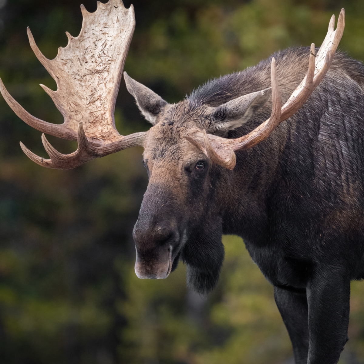 moose antlers exercise