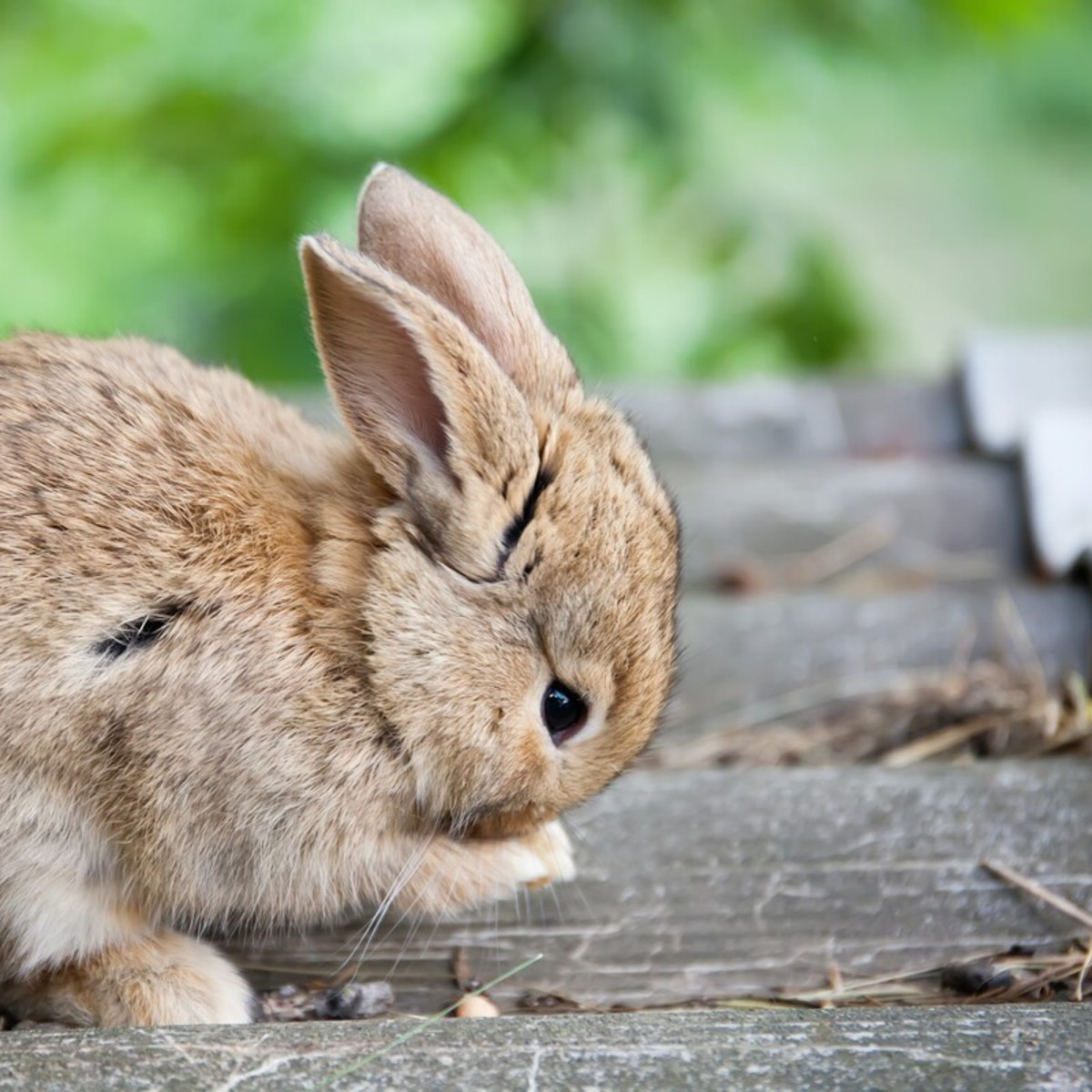 world's smallest bunny