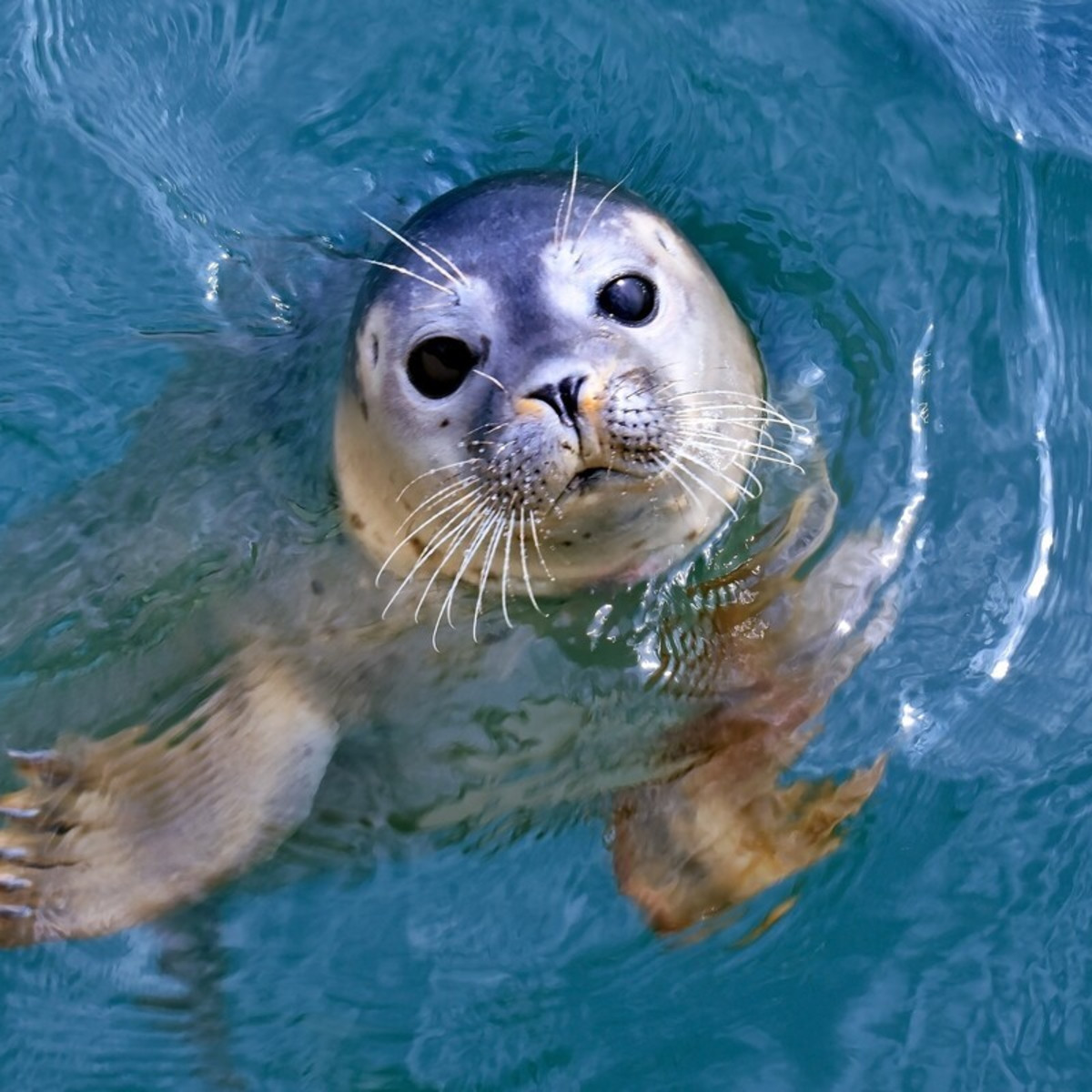 cute seal
