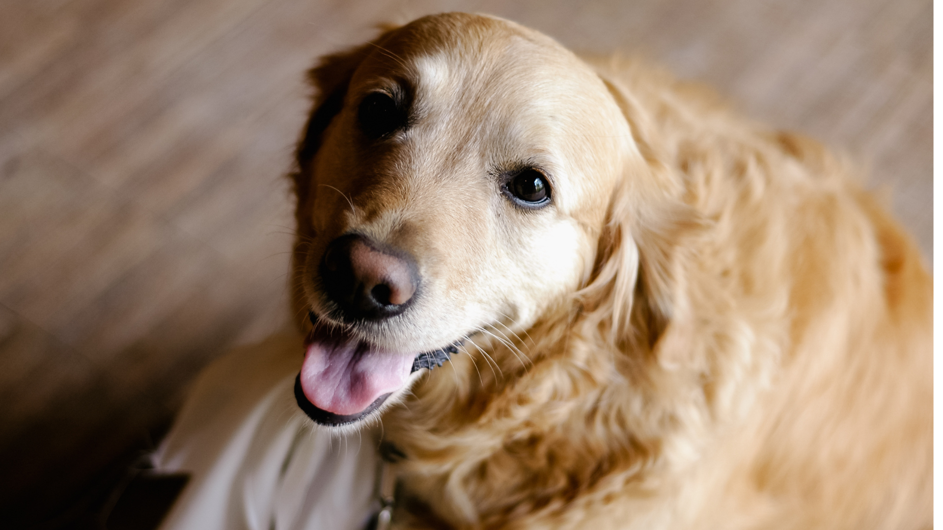 Golden Retriever Ringträger Golden Retriever Ring Bearer