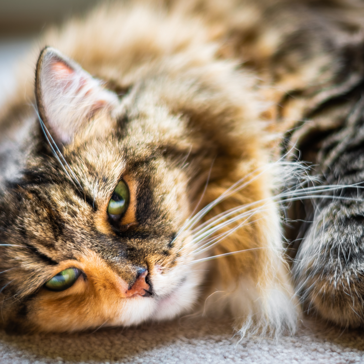 fluffy tortoiseshell cat