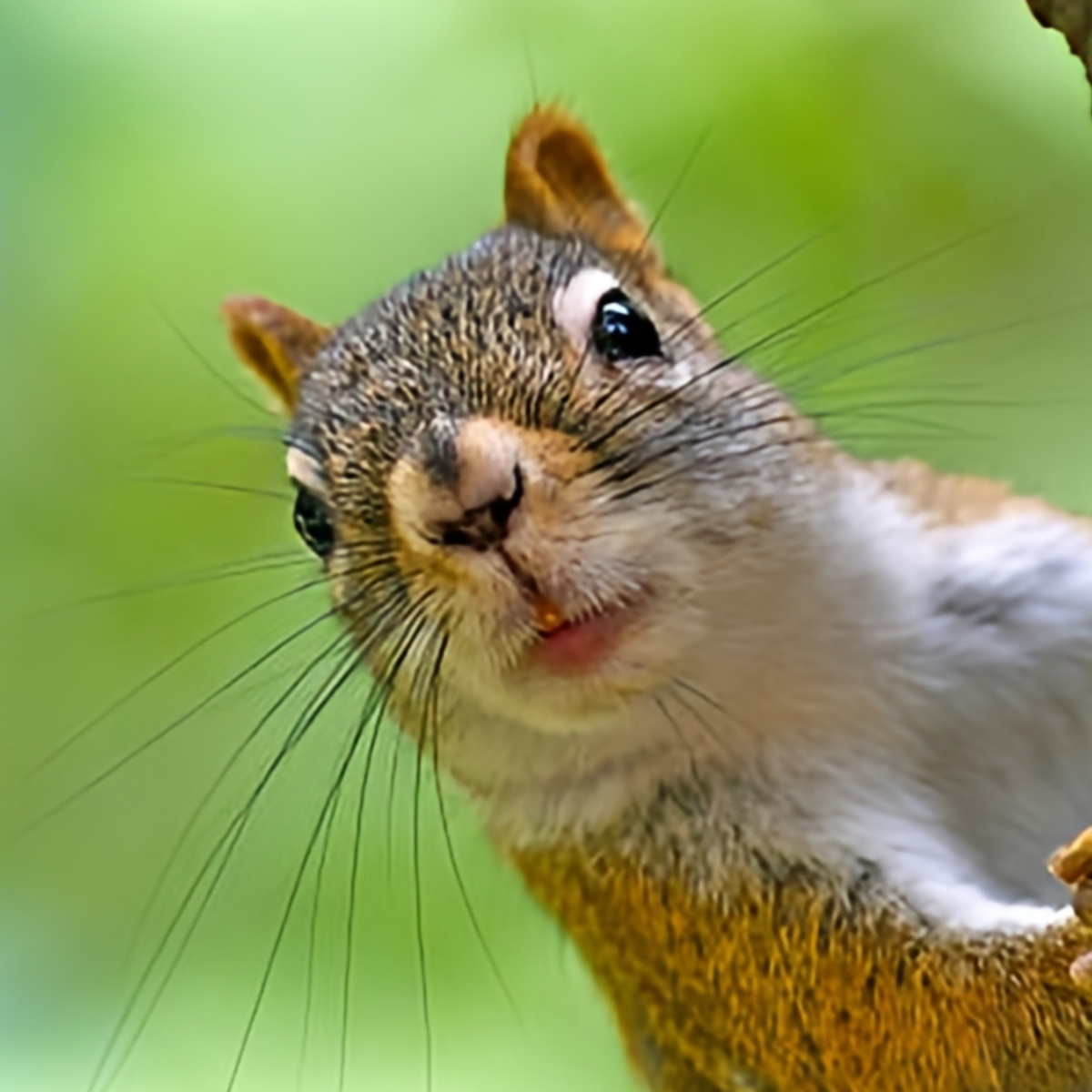 squirrel pole dancer