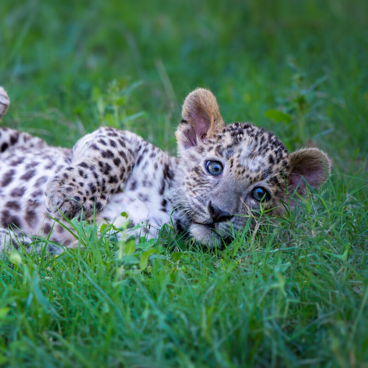 cute leopard cub
