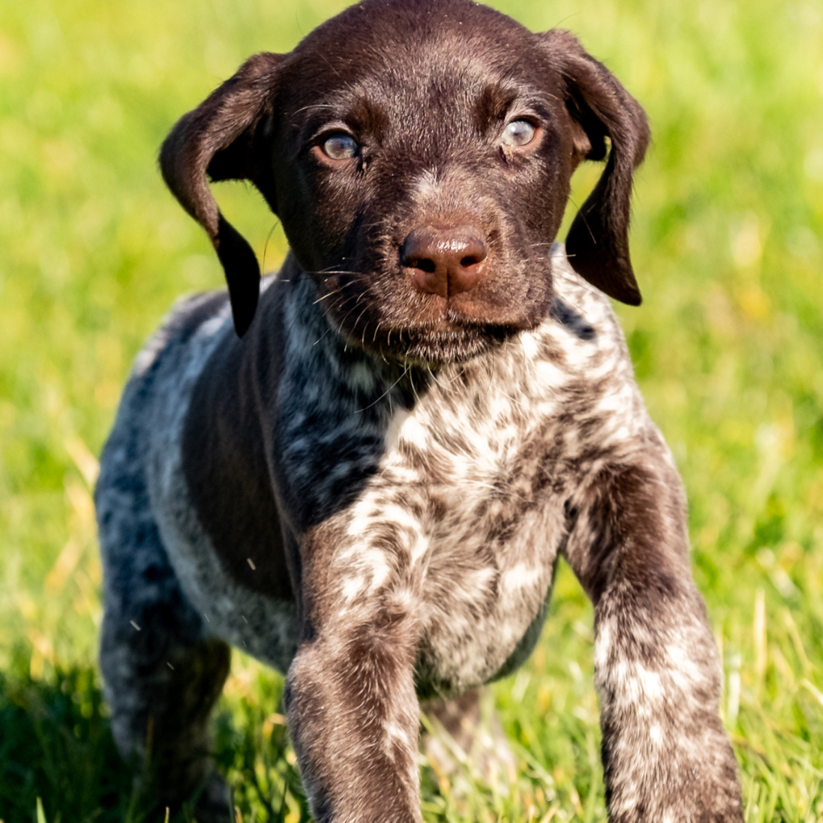 german pointer puppy