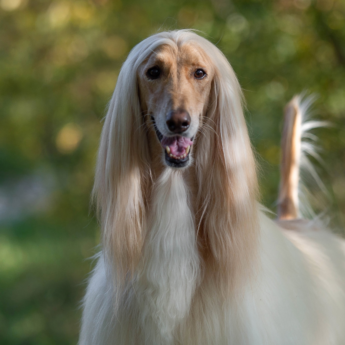 afghan dog