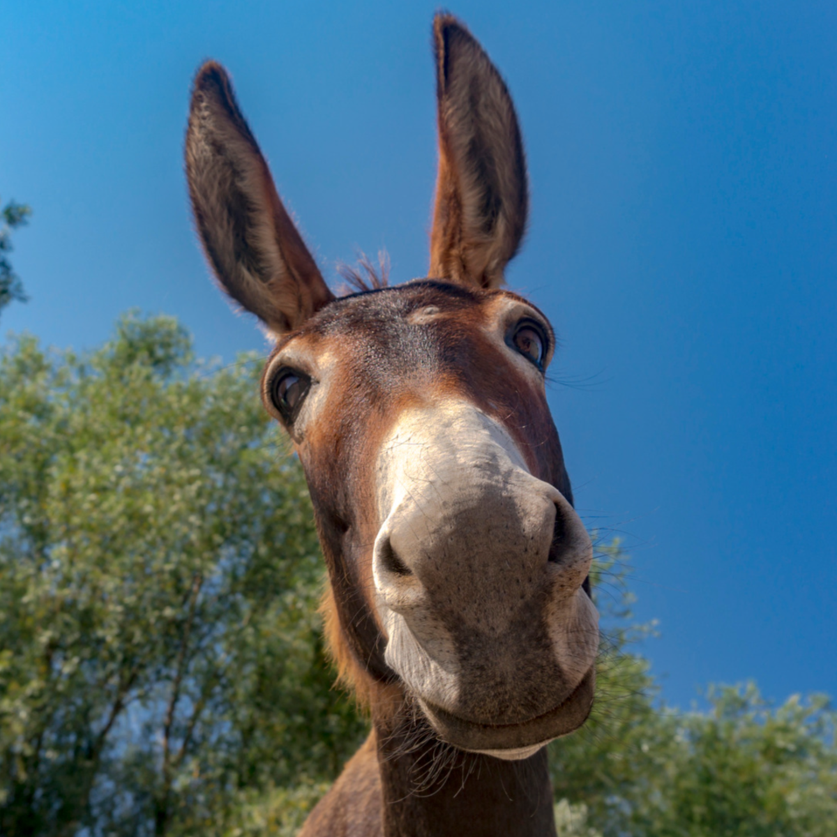 donkey smiling at camera