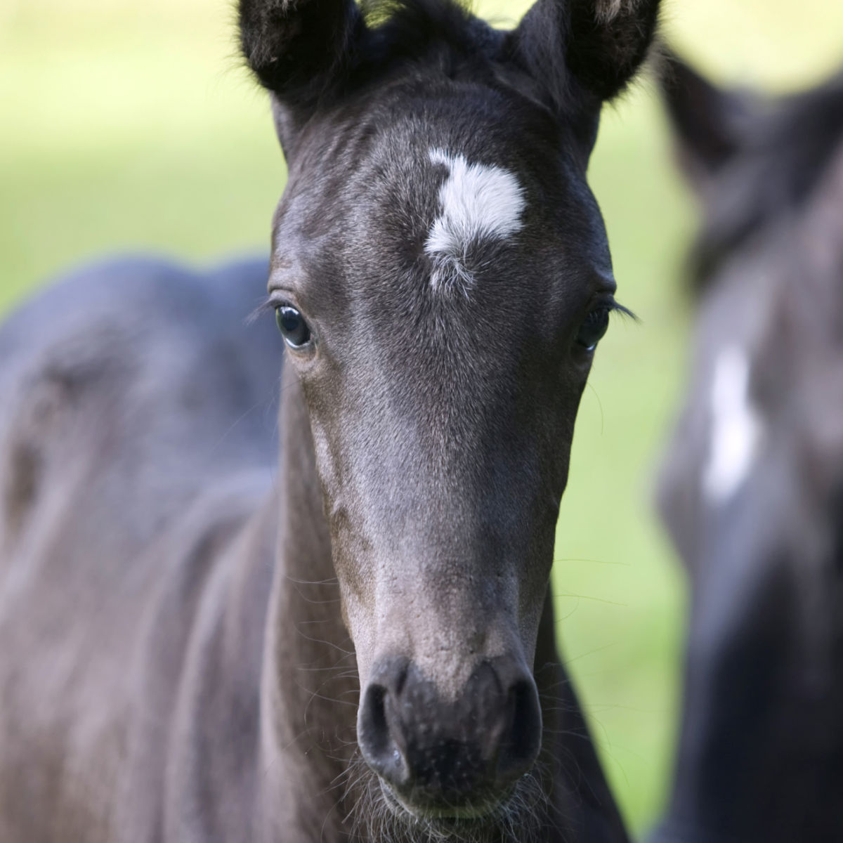 thirsty foal