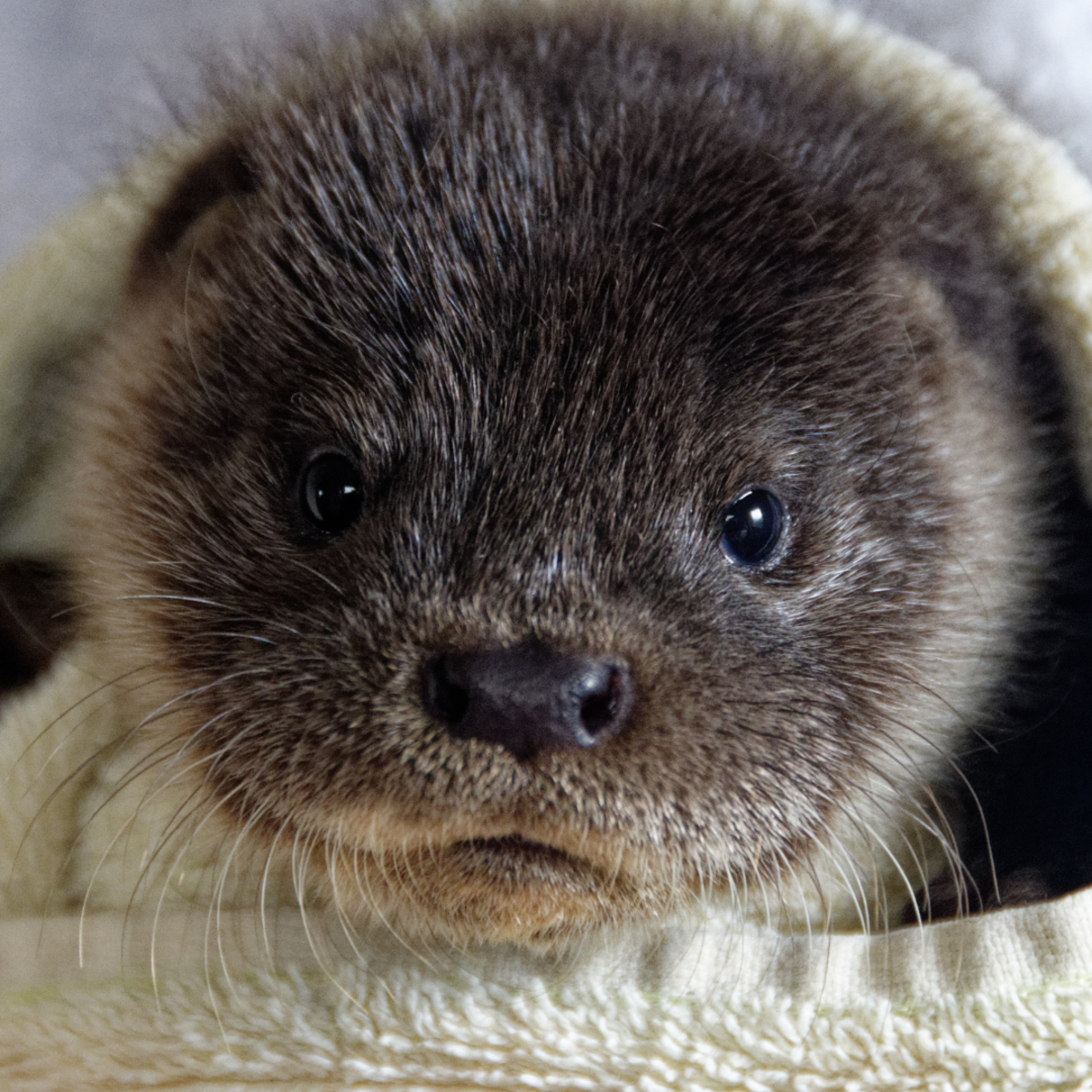 baby otters sleeping