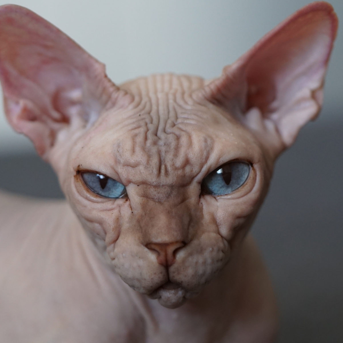 sphynx cat face shape