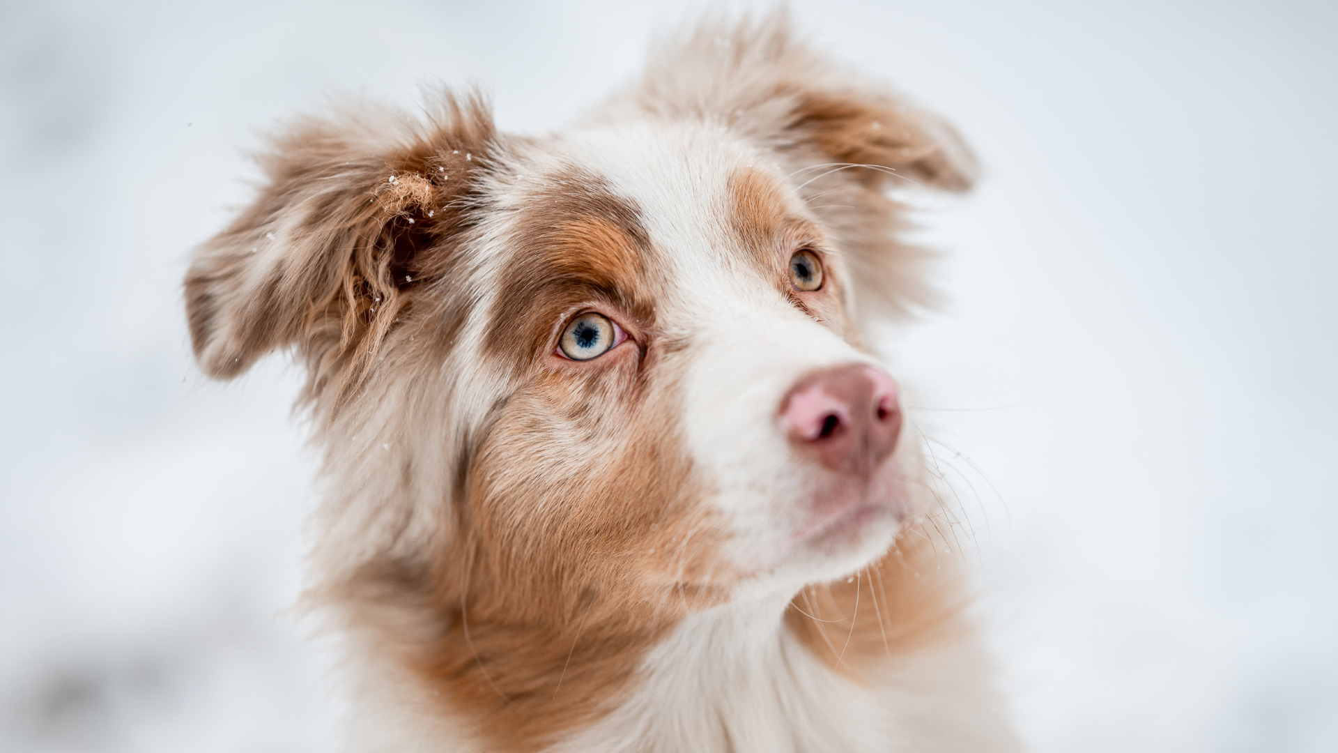 Red Merle Puppy