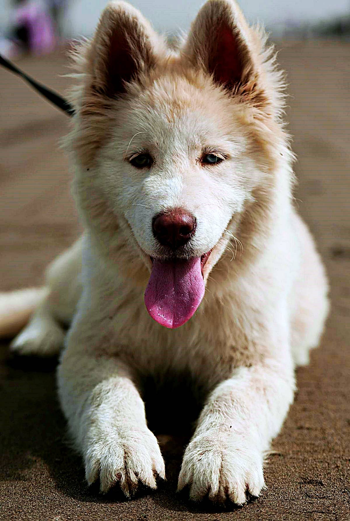 Brun Og Hvit Siberian Husky
