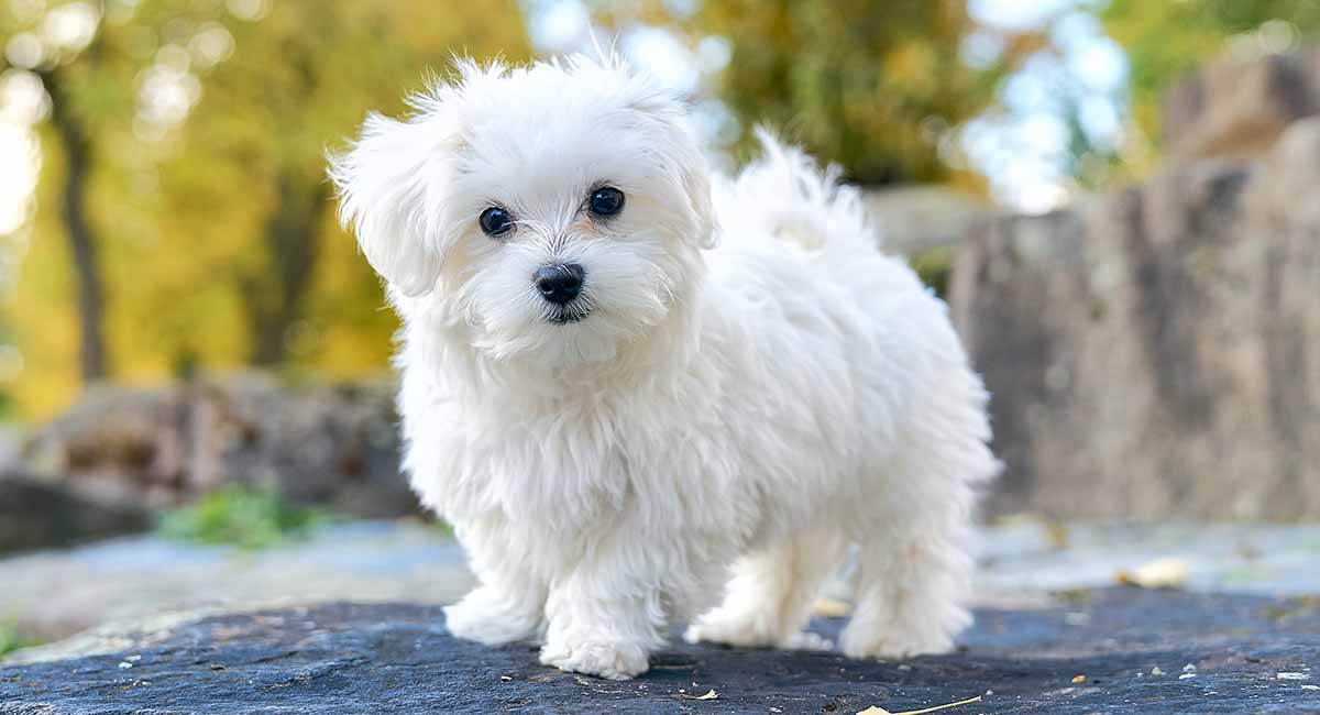 Toy puppy breeds store