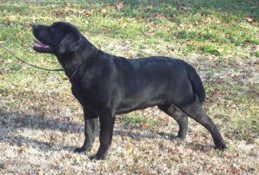 Pure Breed Labrador Retriever