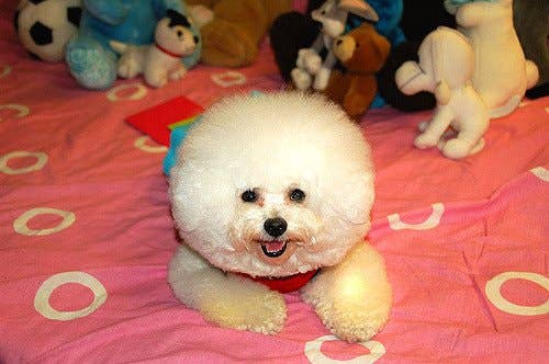 Puppies An Fluffy 357+ Thousand Fluffy Puppy Royalty Free Images,