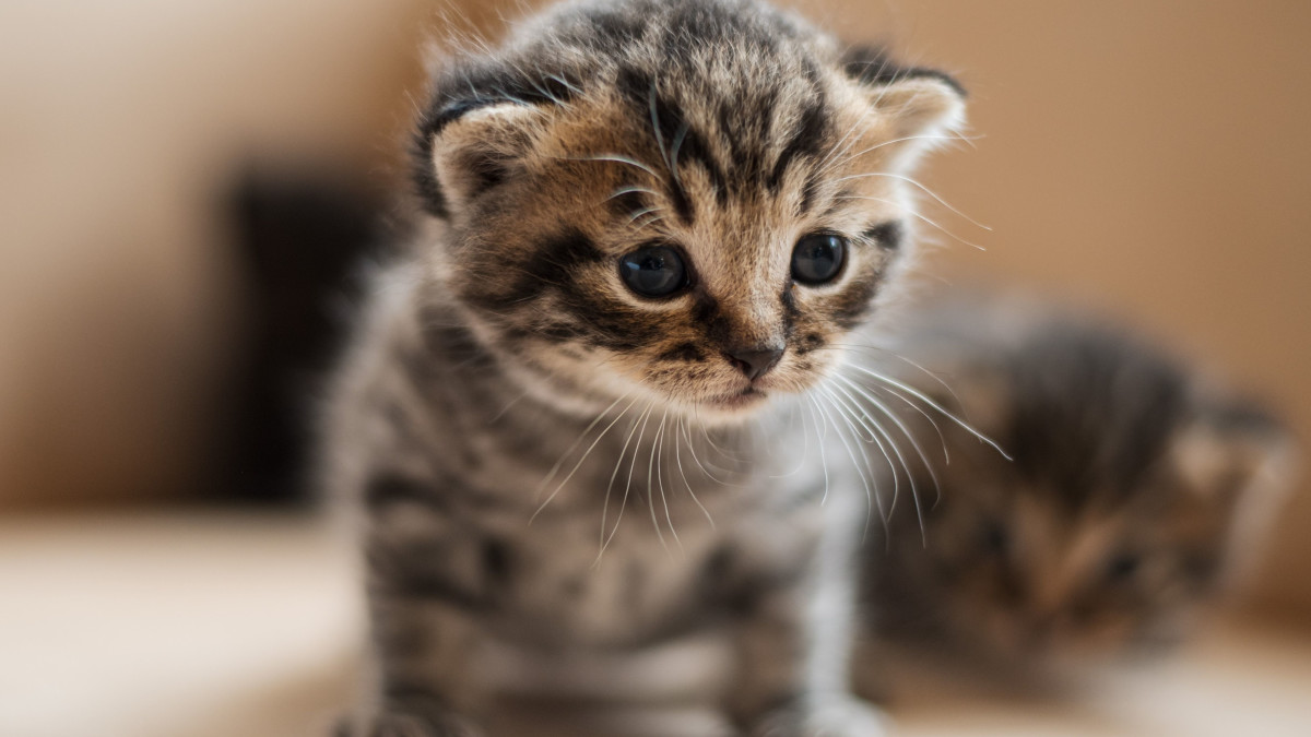 Images Of Cute Baby Kittens