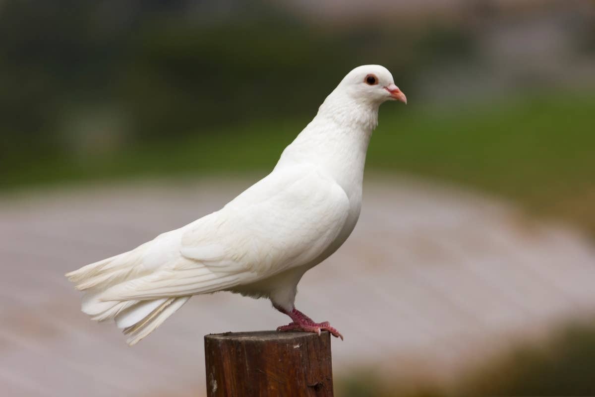 Dove Beak Shape