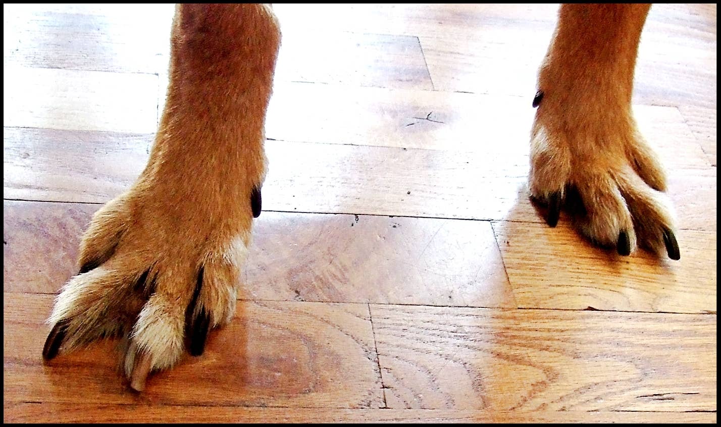 Dogs Feet Without Fur