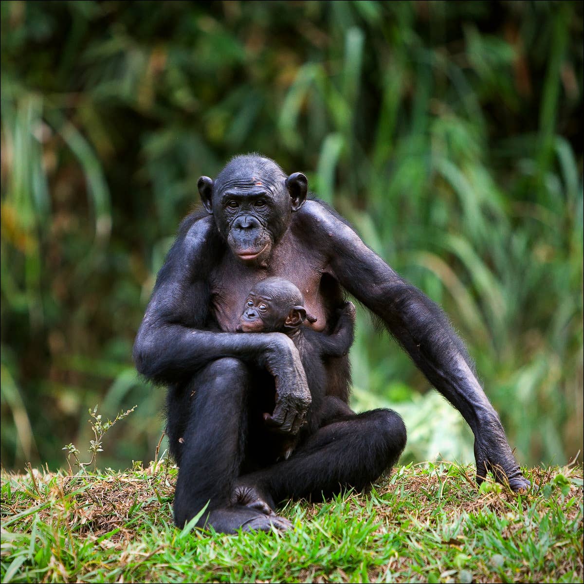 Chimpanzee Baby And Mom