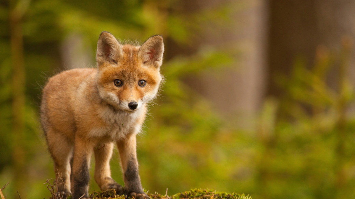 how do foxes react to dogs