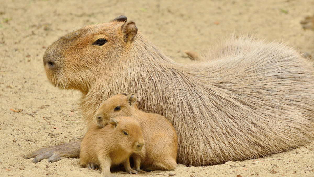 how many babies do capybaras have