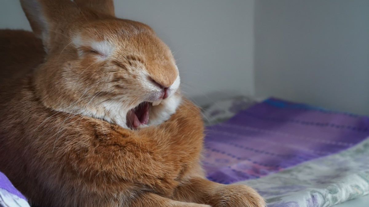 rabbit keeps yawning