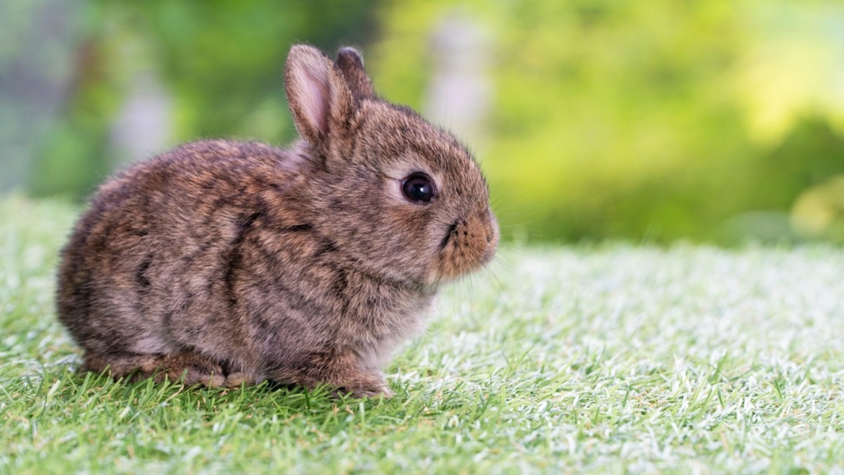 rabbit carrot google