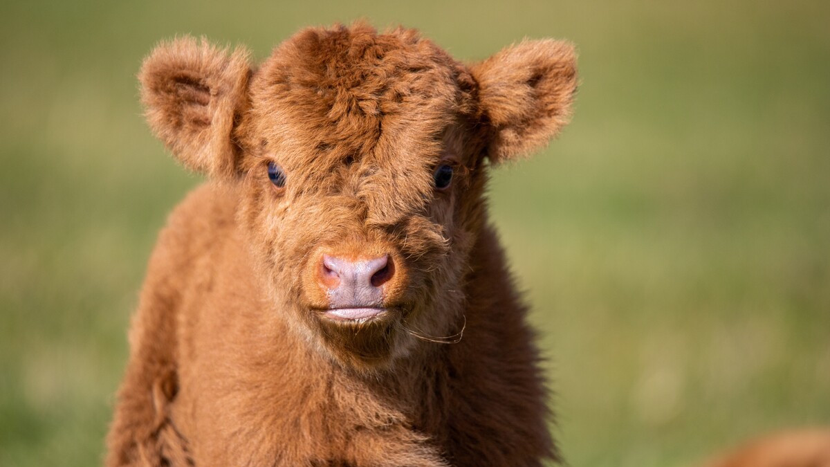 mini cow fluffy
