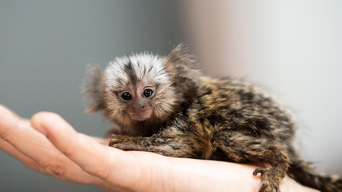 small monkey like pets
