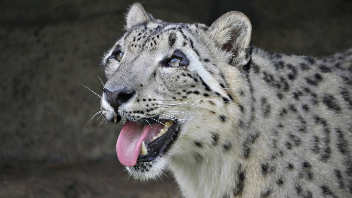 funny lepard