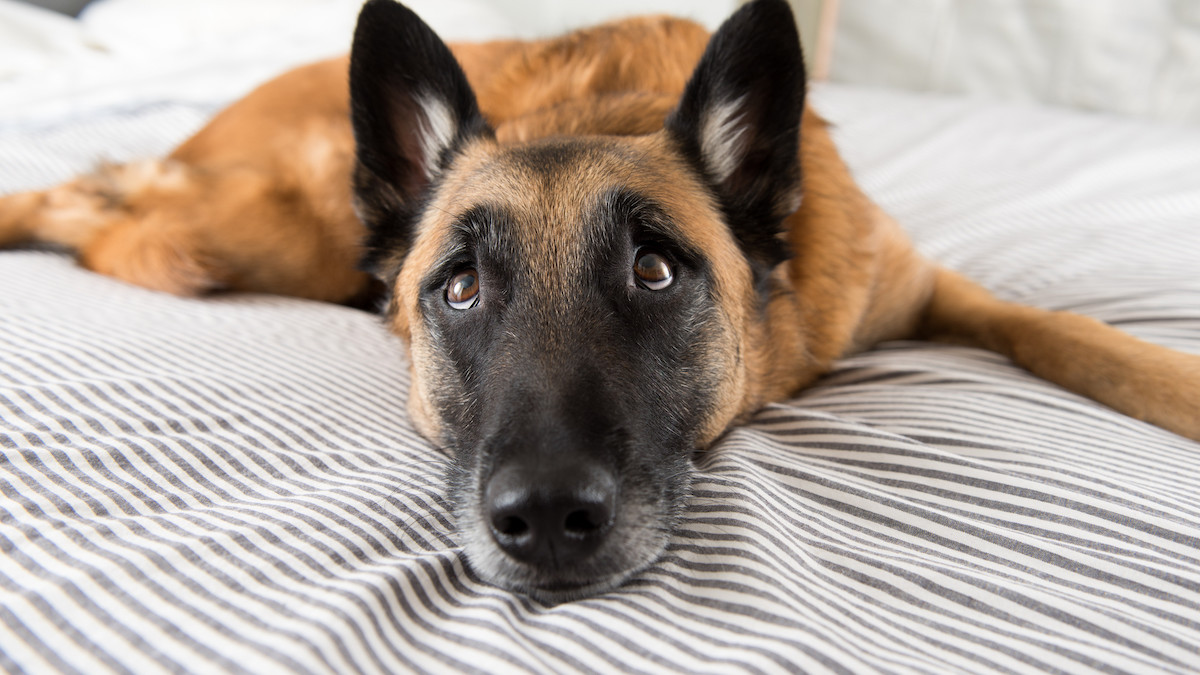 cute belgian malinois