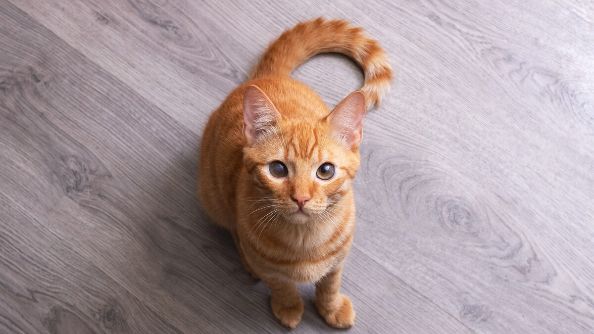 cat human hybrid baby