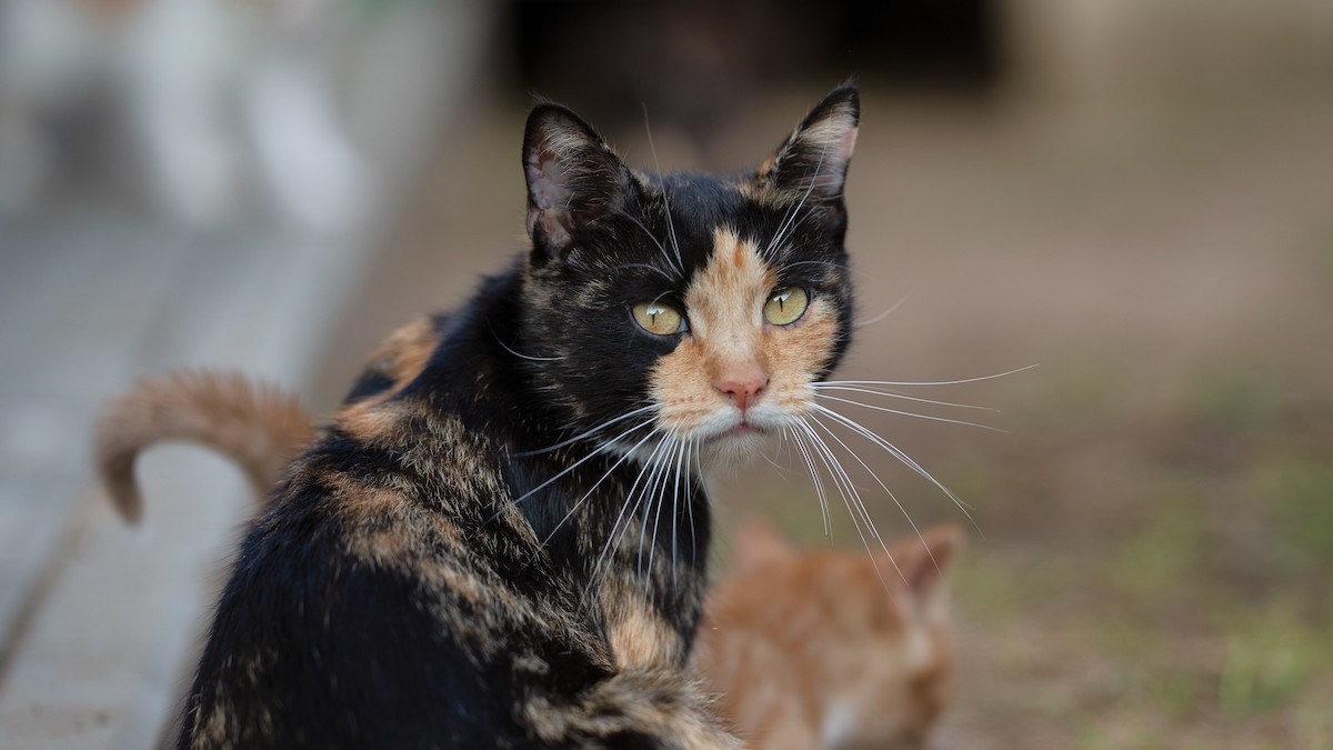 kitten tortoiseshell cat