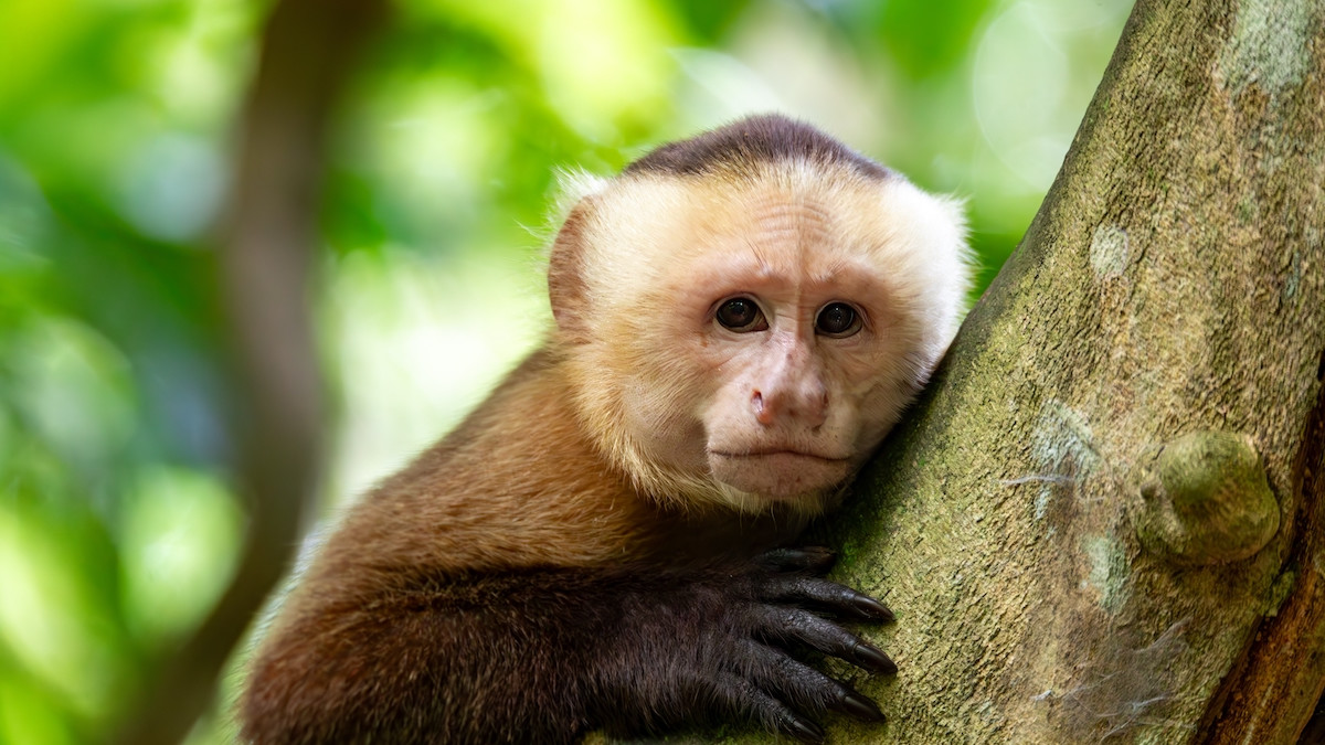 capuchin cute