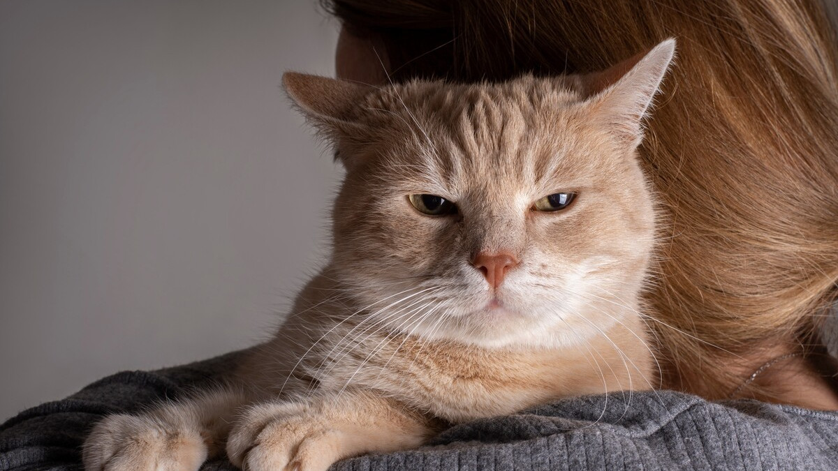 orange fluffy grumpy cat