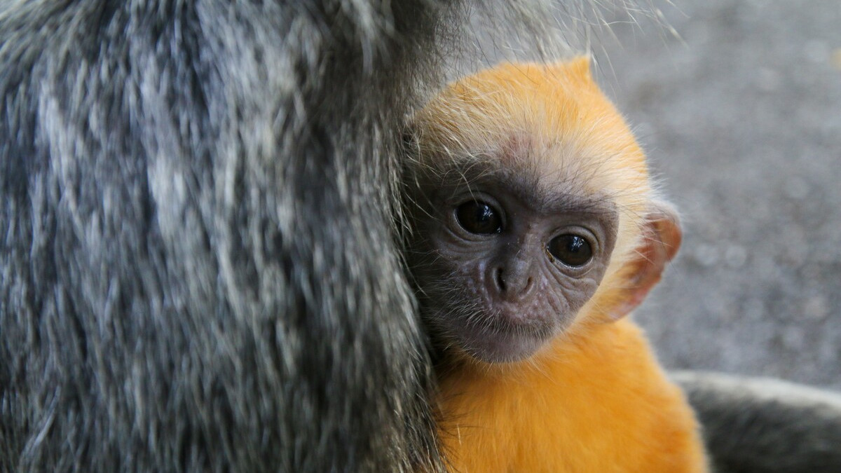 baby monkey coloring.picture.html.html
