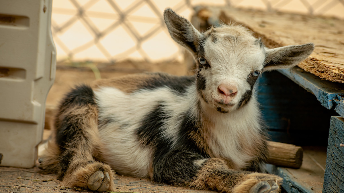 cute goat