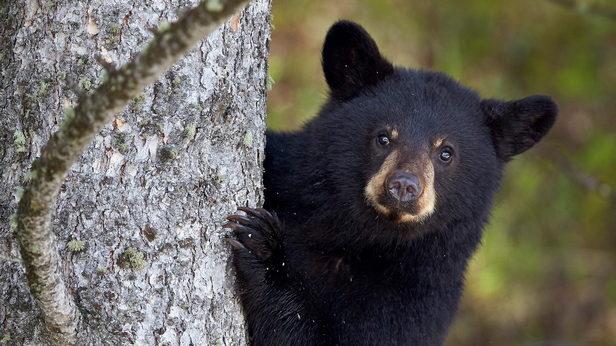 pet black bear