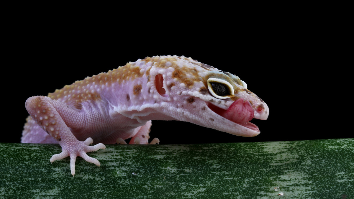 grinning gecko