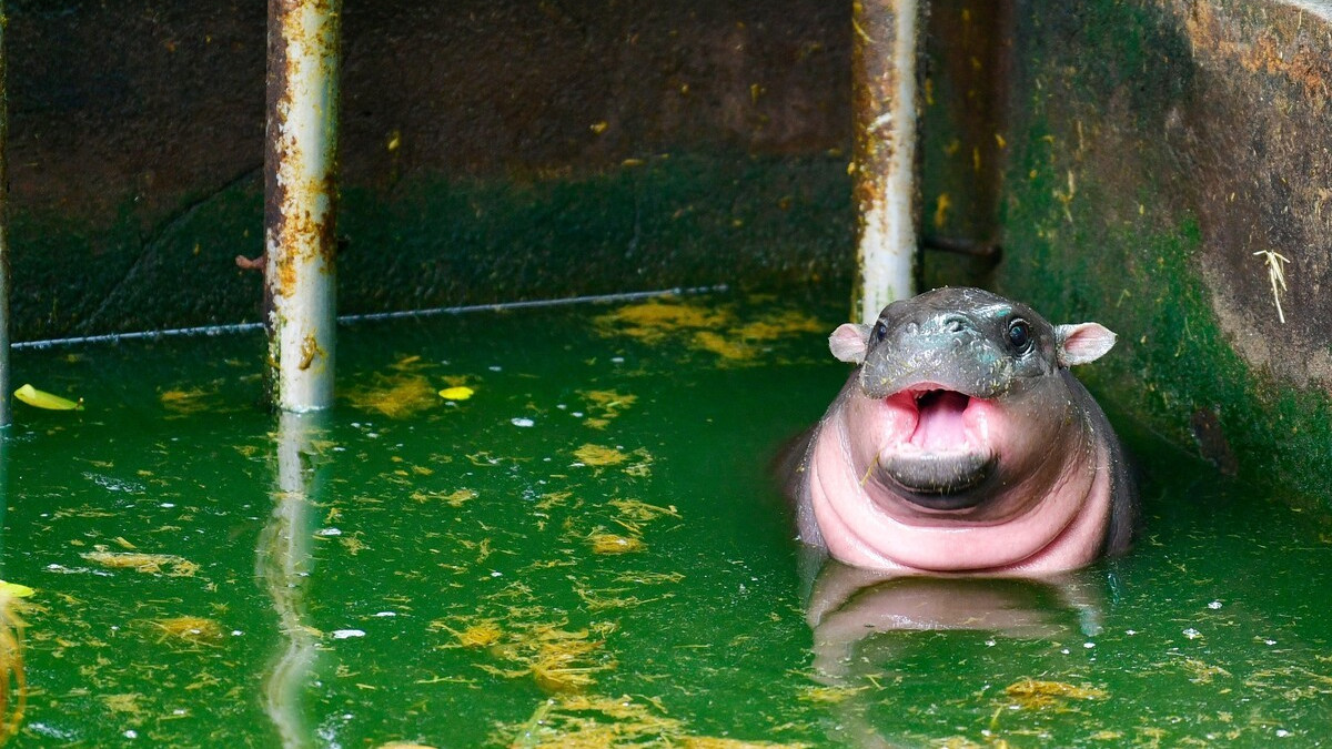 dwarf hippo